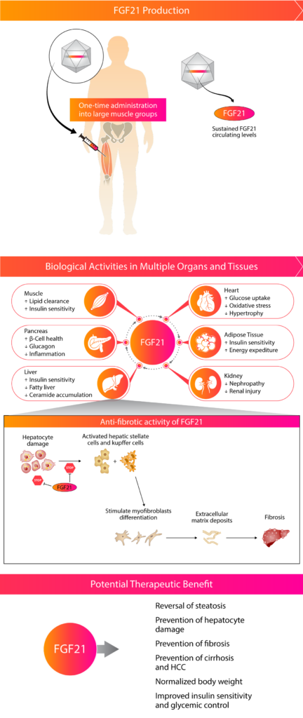 Metabolic Disease: Gene Therapy for Diabetes and NASH